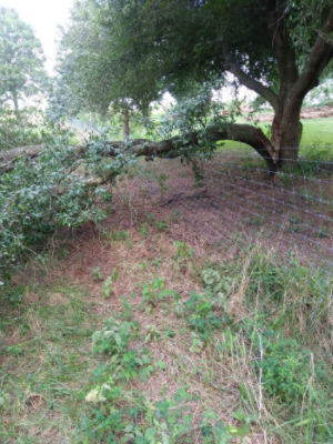 Repairing Fence after Tree Falls | Bekaert Fencing