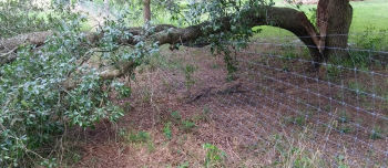 Repairing Fence after Tree Falls | Bekaert Fencing