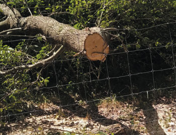 Repairing Fence after Tree Falls | Bekaert Fencing
