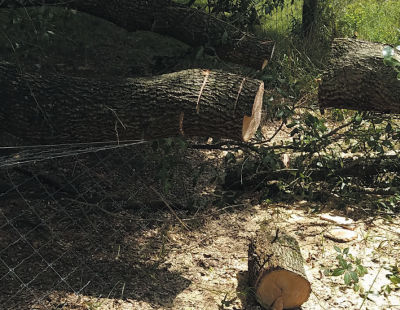 Repairing Fence after Tree Falls | Bekaert Fencing