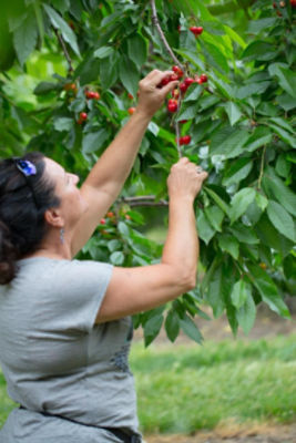 Use Fence to Protect Fruit Trees from Deer and Wildlife | Bekaert Fencing