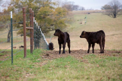 How to Do Fall Calving Right | Bekaert Fencing