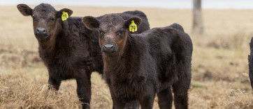 What to Consider when building Fence for Bison & Cattle | Bekaert Fencing