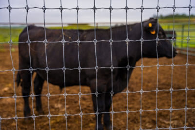 Choosing the Right Fence for your Animal Application | Bekaert Fencing