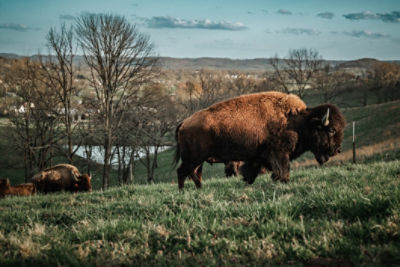 What to Consider when building Fence for Bison & Cattle | Bekaert Fencing