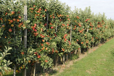 Use Fence to Protect Fruit Trees from Deer and Wildlife | Bekaert Fencing