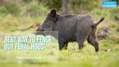 Best Fence to Keep Feral Hogs Out