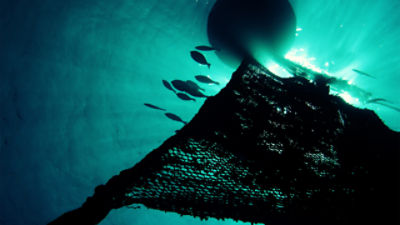 Fish Aggregating Device (F.A.D) | Cookes